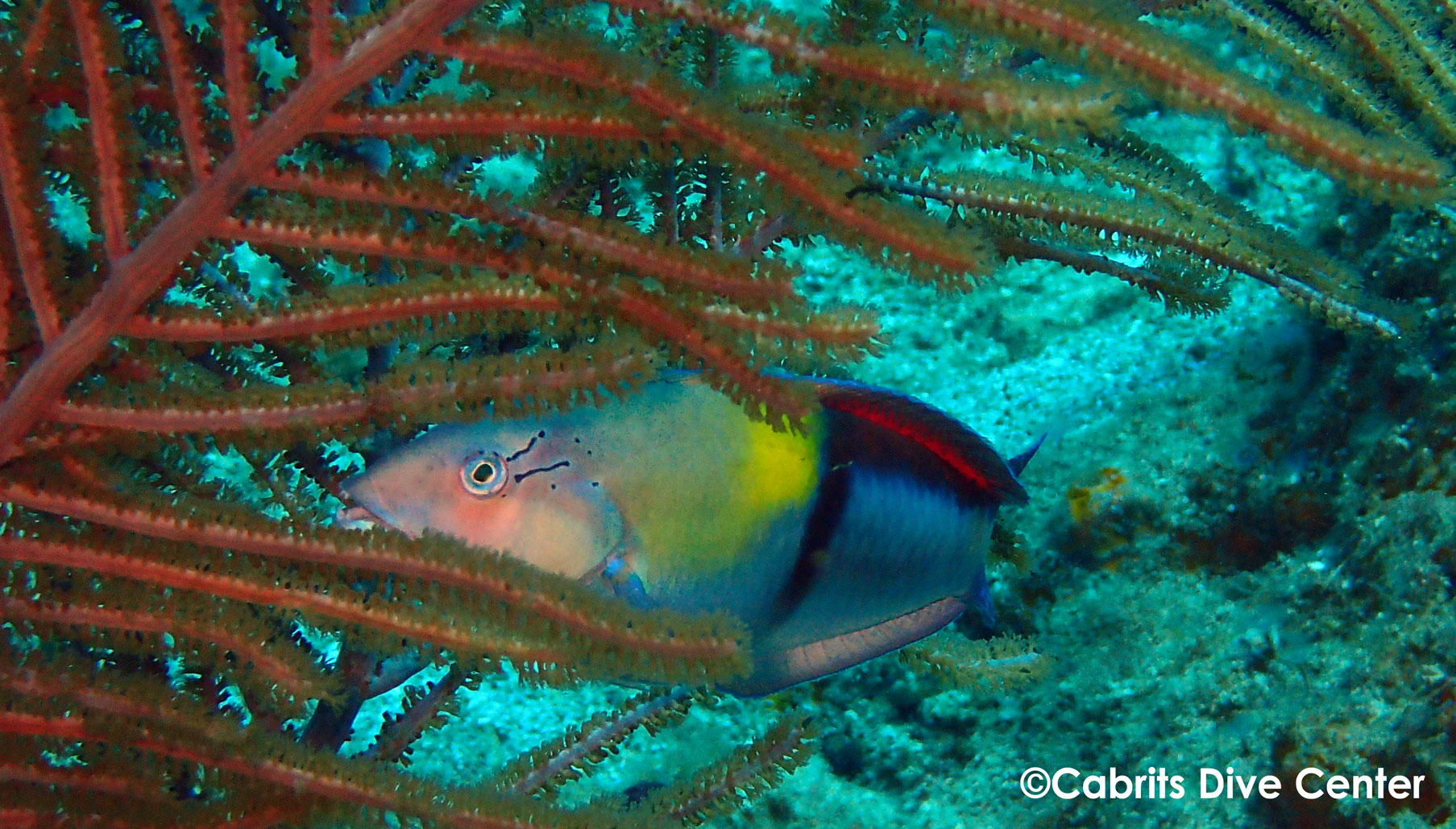 Cabrits Dive Center - The only PADI 5-star dive center in Dominica