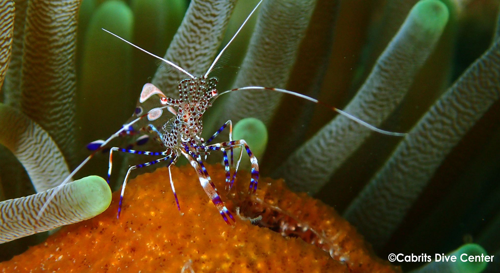 Cabrits Dive Center - The only PADI 5-star dive center in Dominica