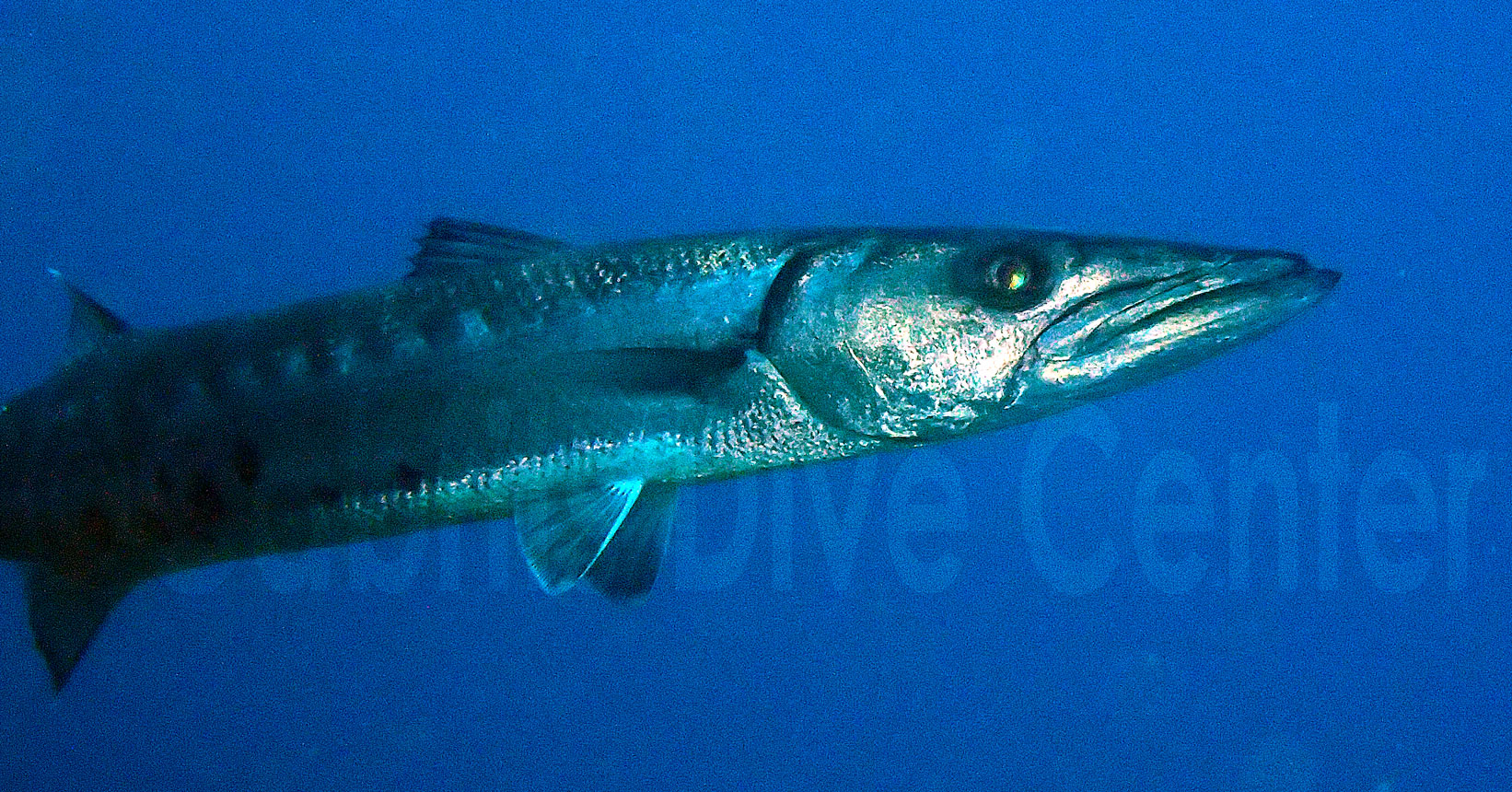 Cabrits Dive Center - The only PADI 5-star dive center in Dominica