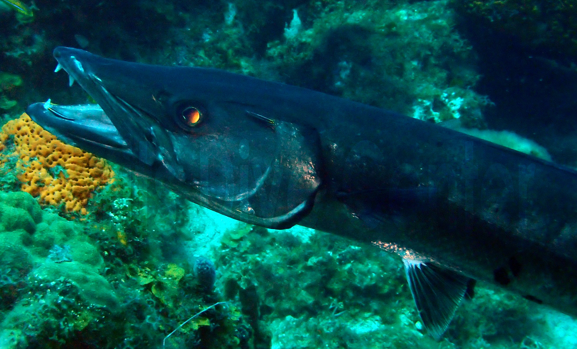 Cabrits Dive Center - The only PADI 5-star dive center in Dominica