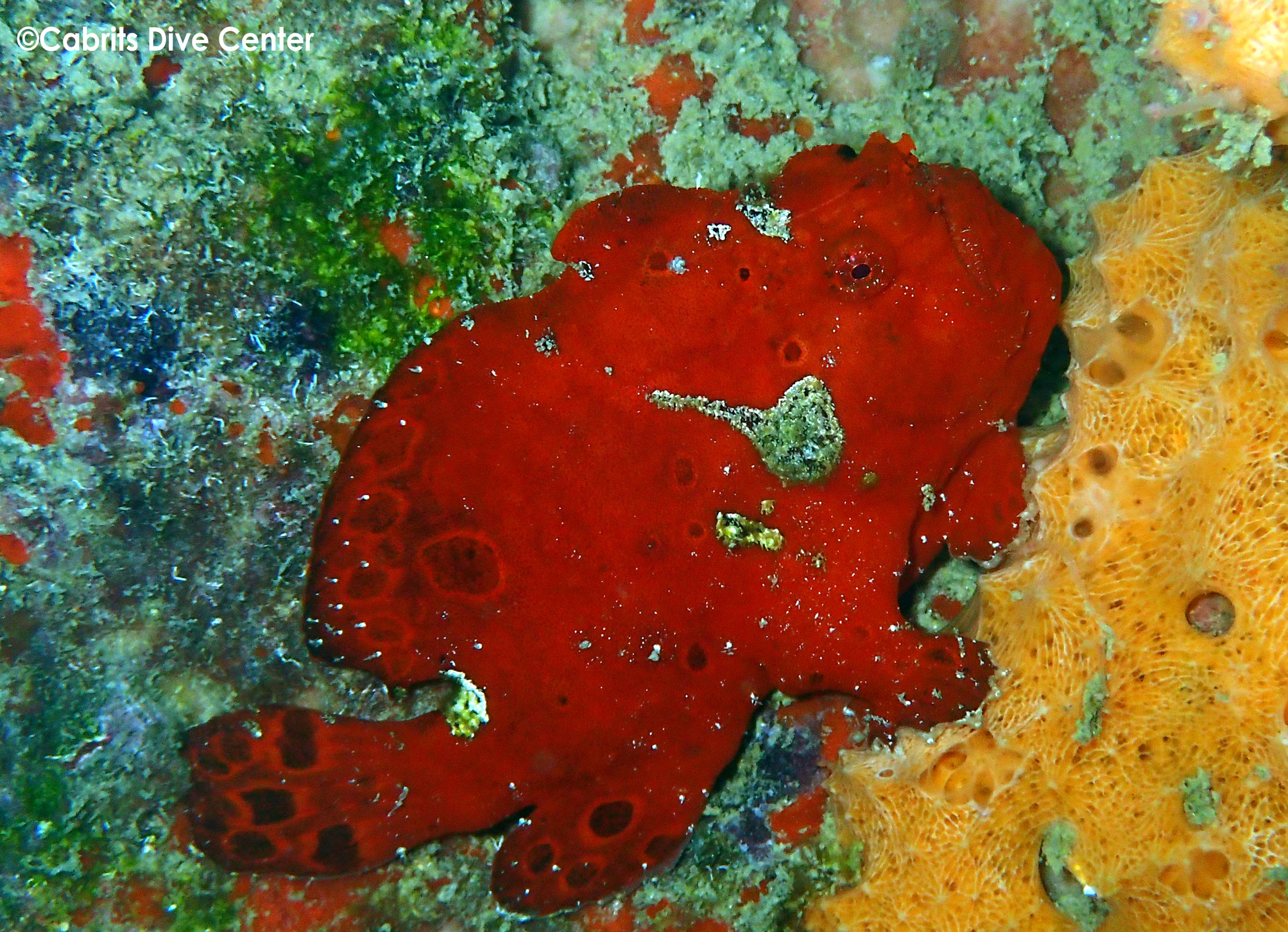 Cabrits Dive Center - The only PADI 5-star dive center in Dominica